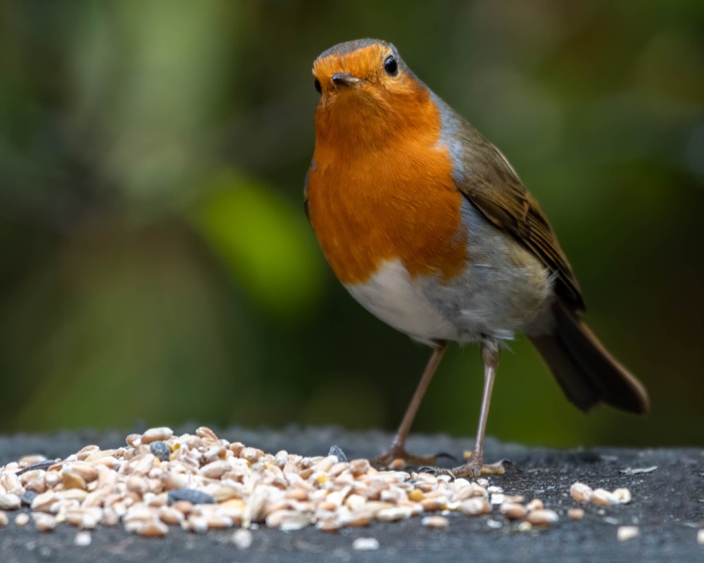 Bird Food Guide to Buying the Right Type of Food for Your Birds