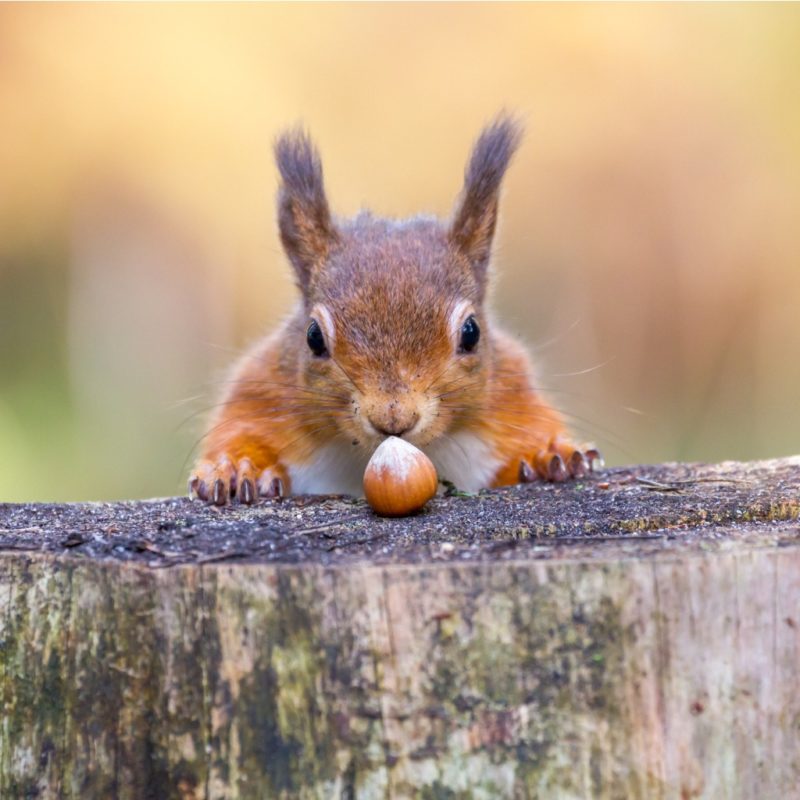 Squirrel Food - Find the Right Food to Feed Squirrels at Petfoods.co.uk